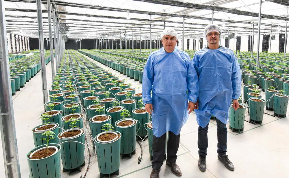 Jujuy modernizó los invernaderos de Cannava para producir cannabis ...
