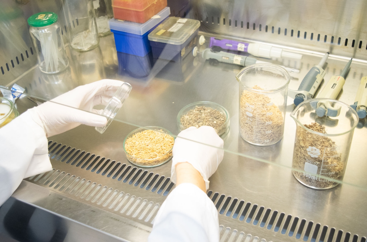 Desarrollan biomaterial para reemplazar el plástico en packaging